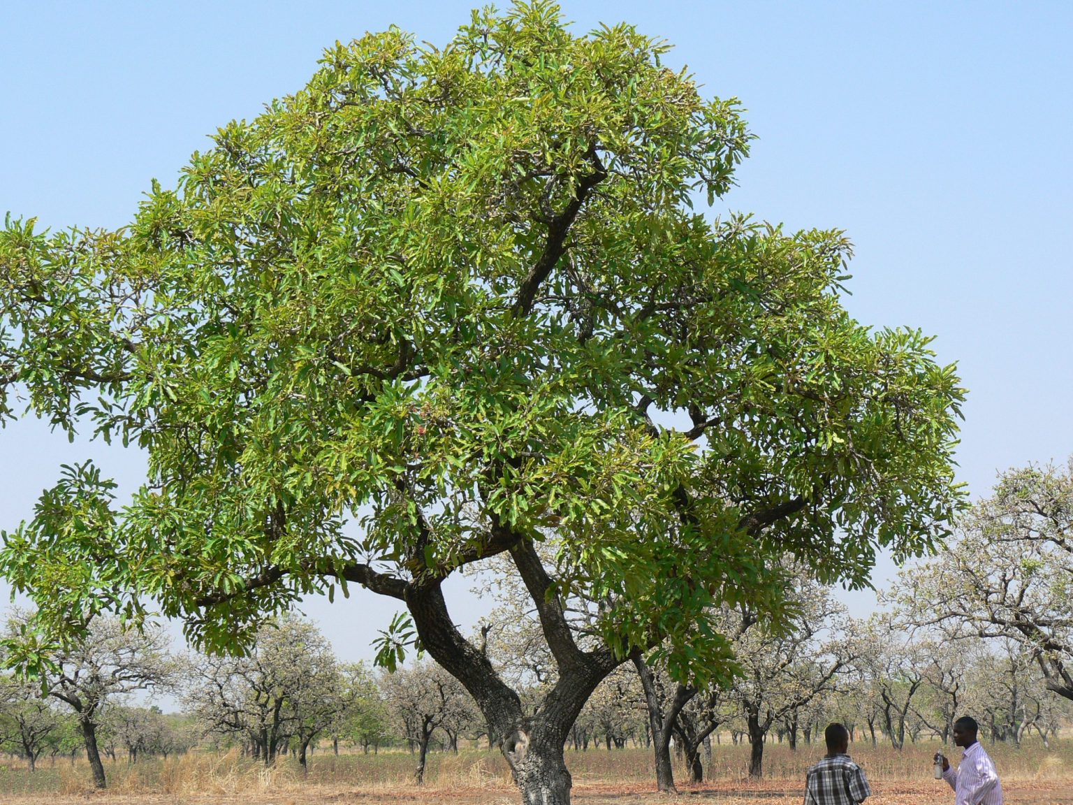 Economic Importance Of Trees In Northern Ghana: Operations Of Tree Aid ...